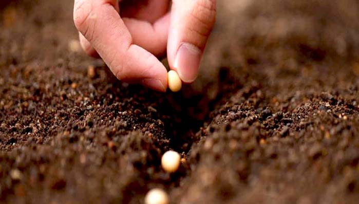 “Benih dan Lahan yang Baik”: Renungan, Sabtu 19 September 2020 ...